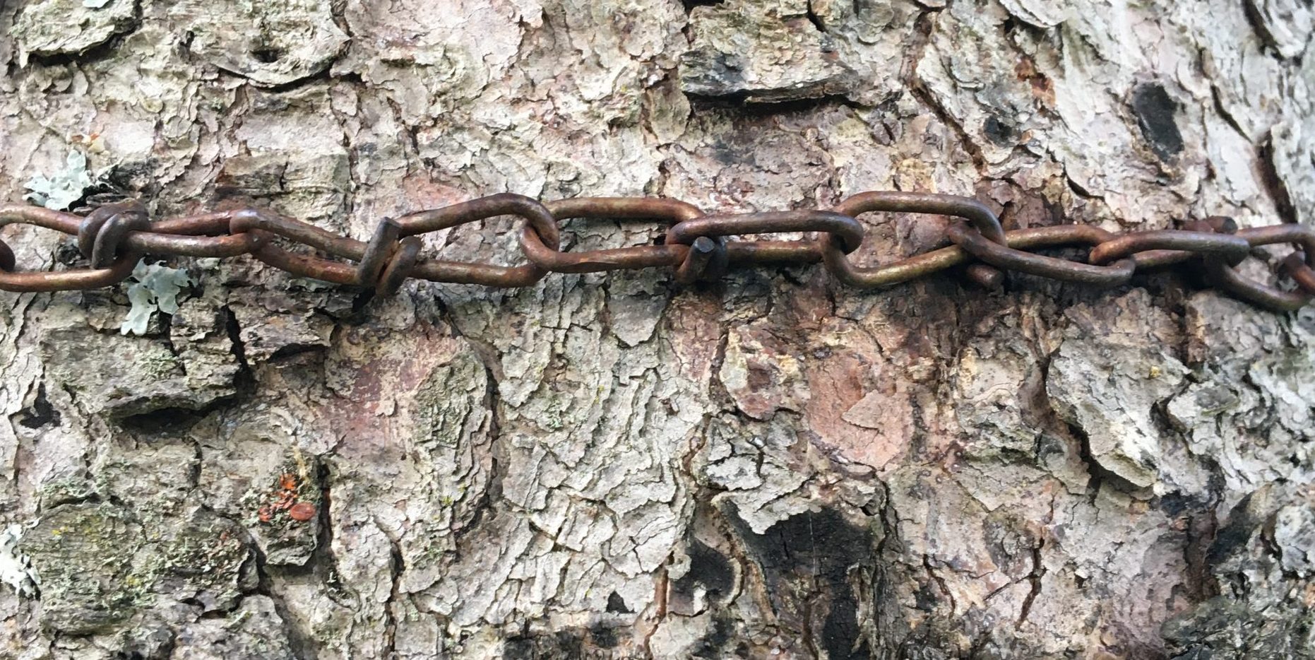 Art and Activism: A conversation with Kim Goldberg - The Scales Project